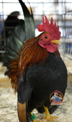 Picking Show Chicken Breeds For Beginners - Backyard Poultry